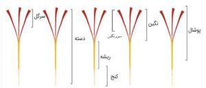 How can we distinguish original saffron from fake saffron? | SadafPack